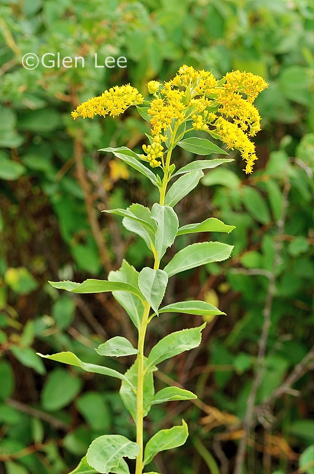 Solidago gigantea photos Saskatchewan Wildflowers
